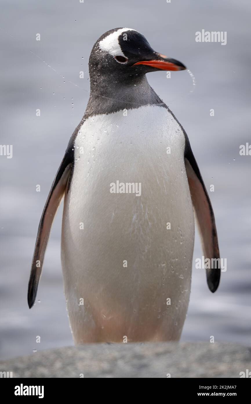 Gentoo penguin stands behind rock shaking head Stock Photo - Alamy