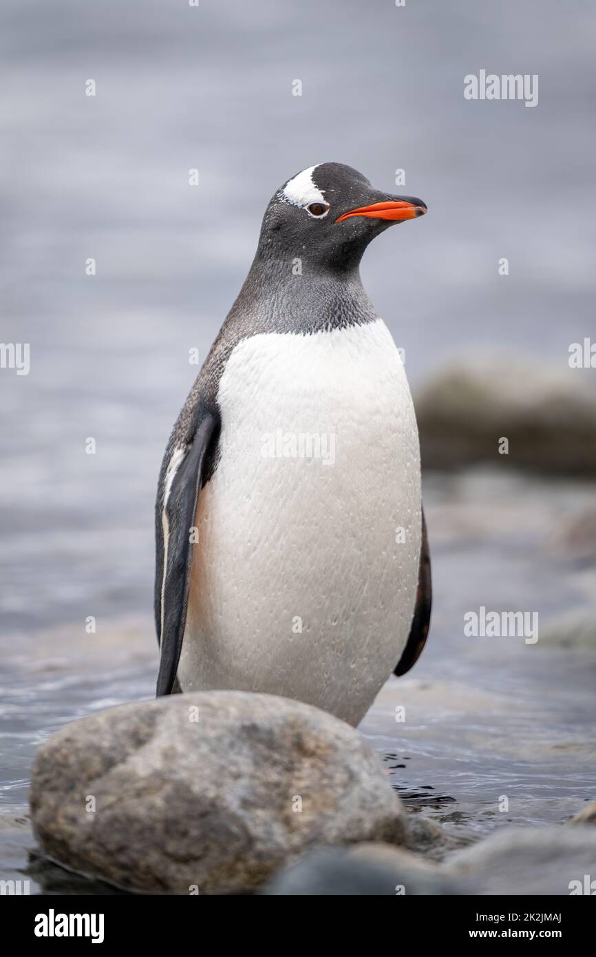 Gentoo penguin stands behind rocks eyeing camera Stock Photo - Alamy