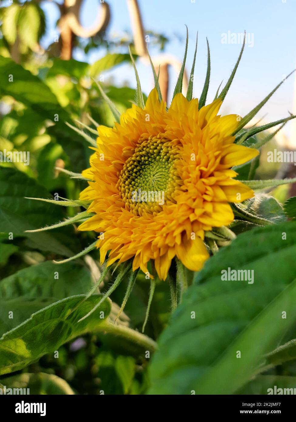 Yellow flower blooms hi-res stock photography and images - Alamy