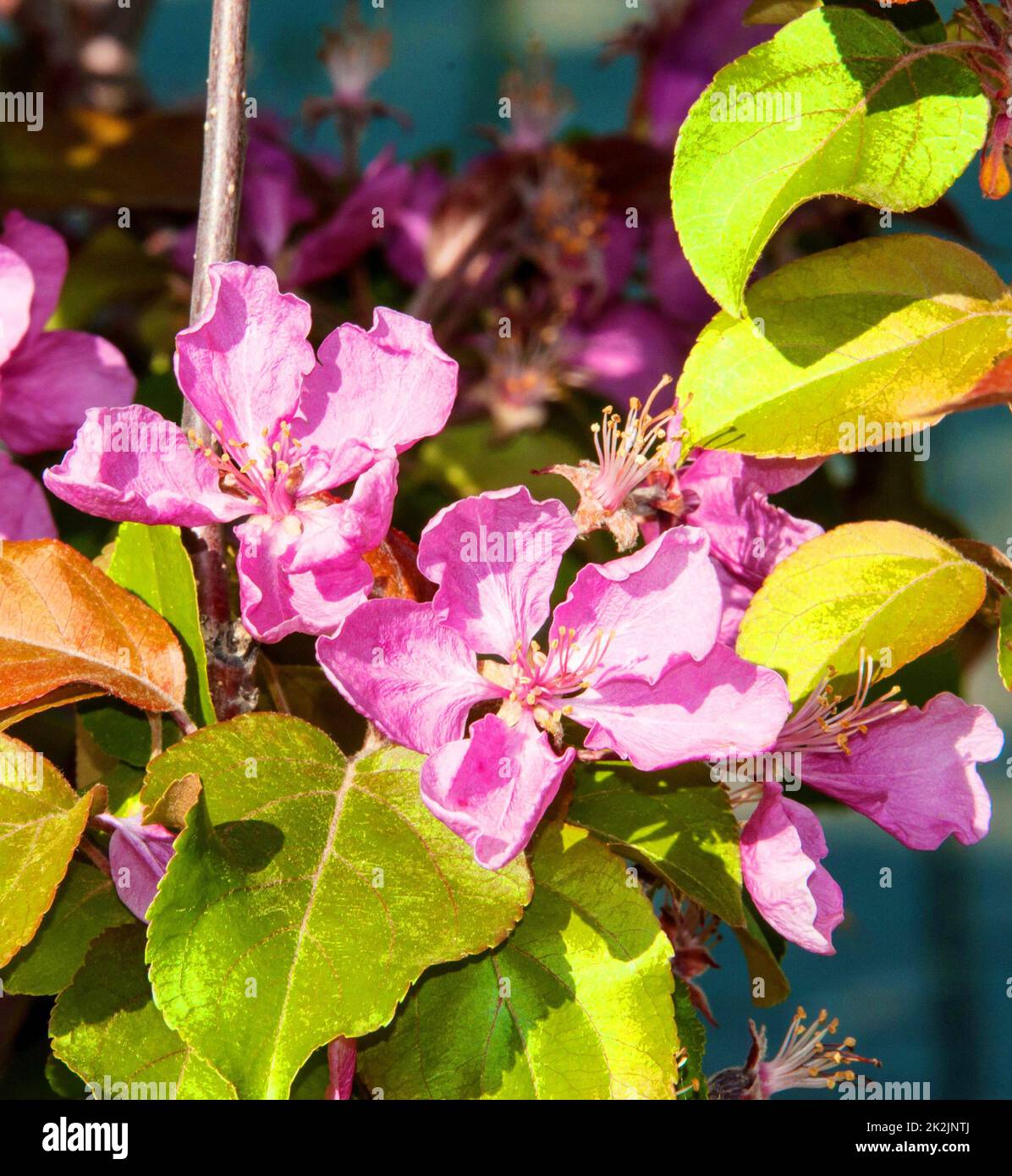Pink apple tree hi-res stock photography and images - Alamy