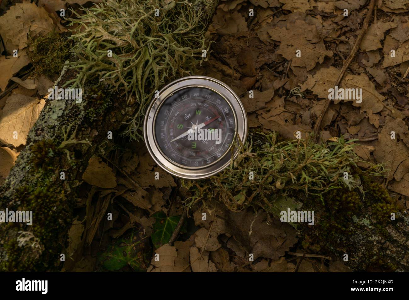 Tree compass hi-res stock photography and images - Alamy