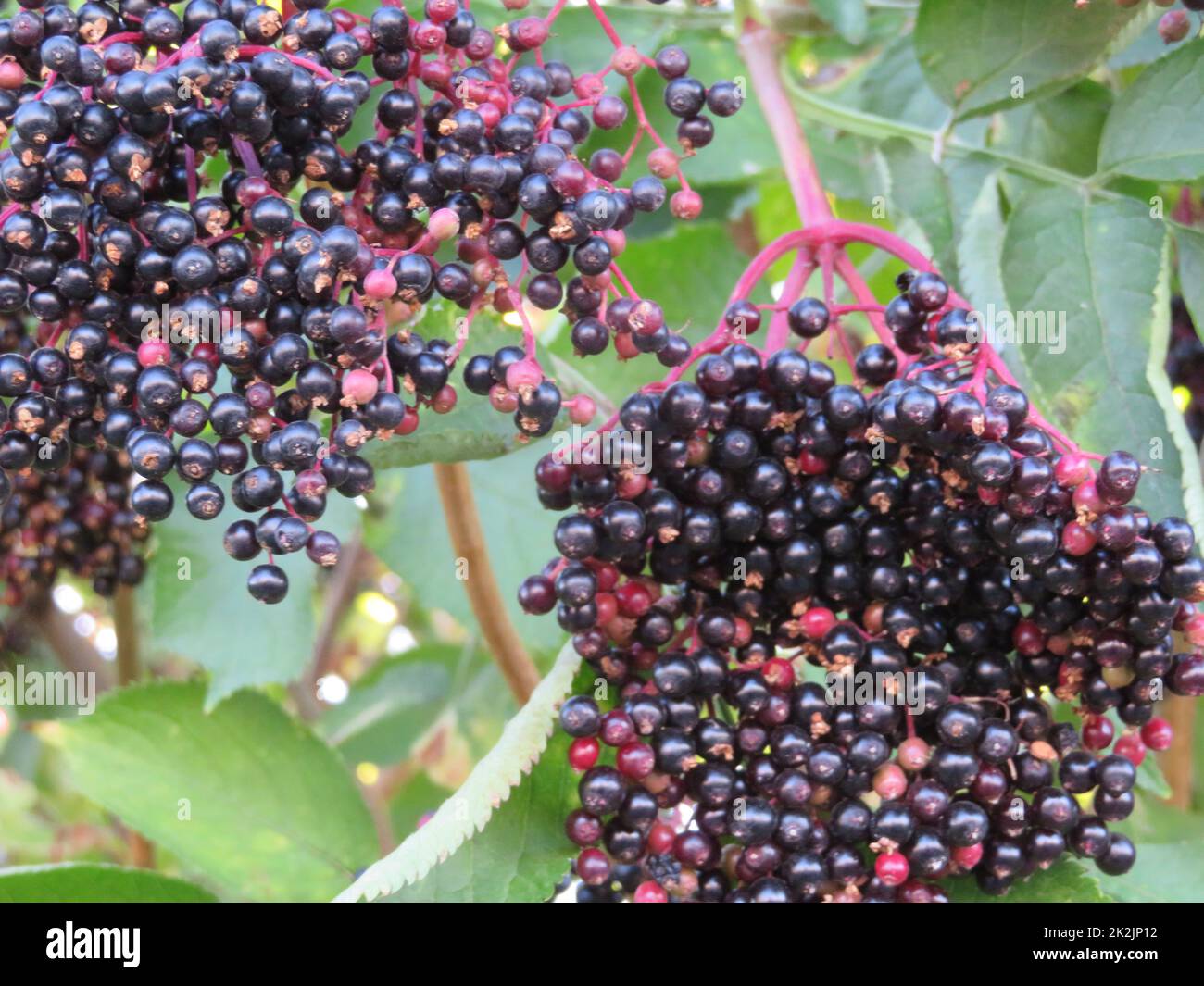 natural berries of beautiful color and seeds to plant Stock Photo - Alamy