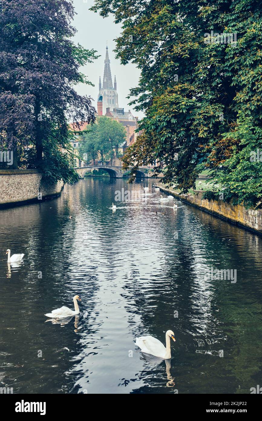 Bruges canal with white swans between old trees with Church of Our Lady ...