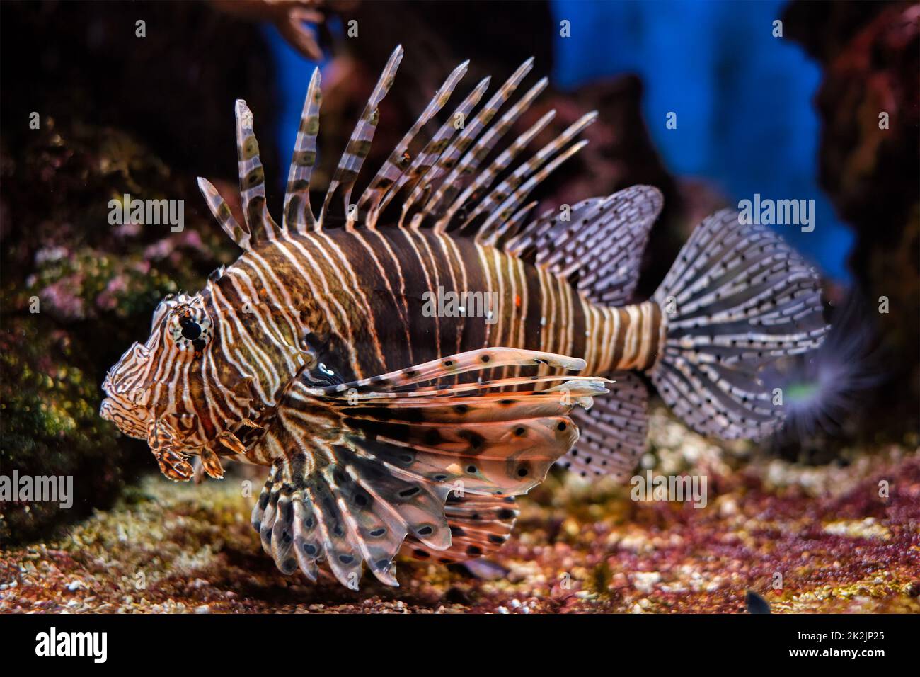 Red fish underwater hi-res stock photography and images - Alamy