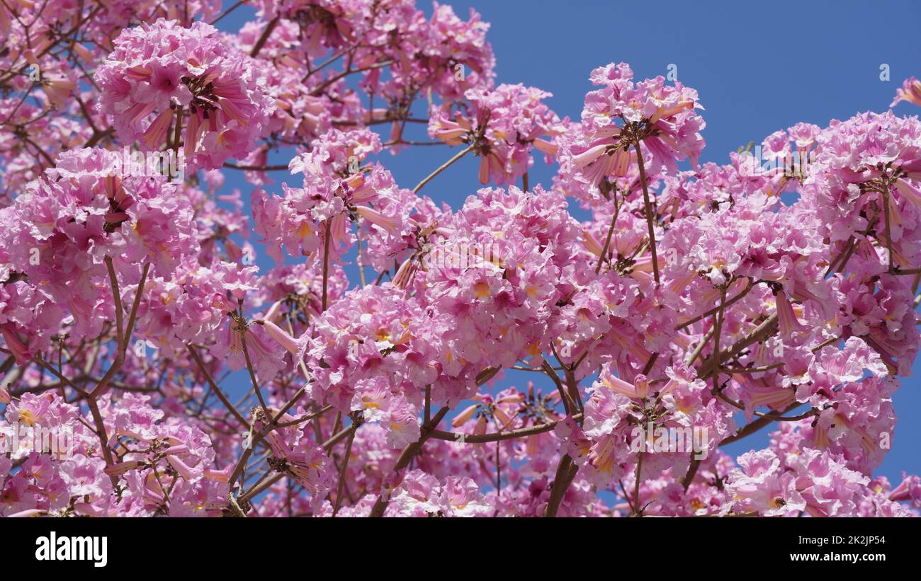 Pink trumpet tree (Handroanthus impetiginosus). Tabebuia rosea is a ...