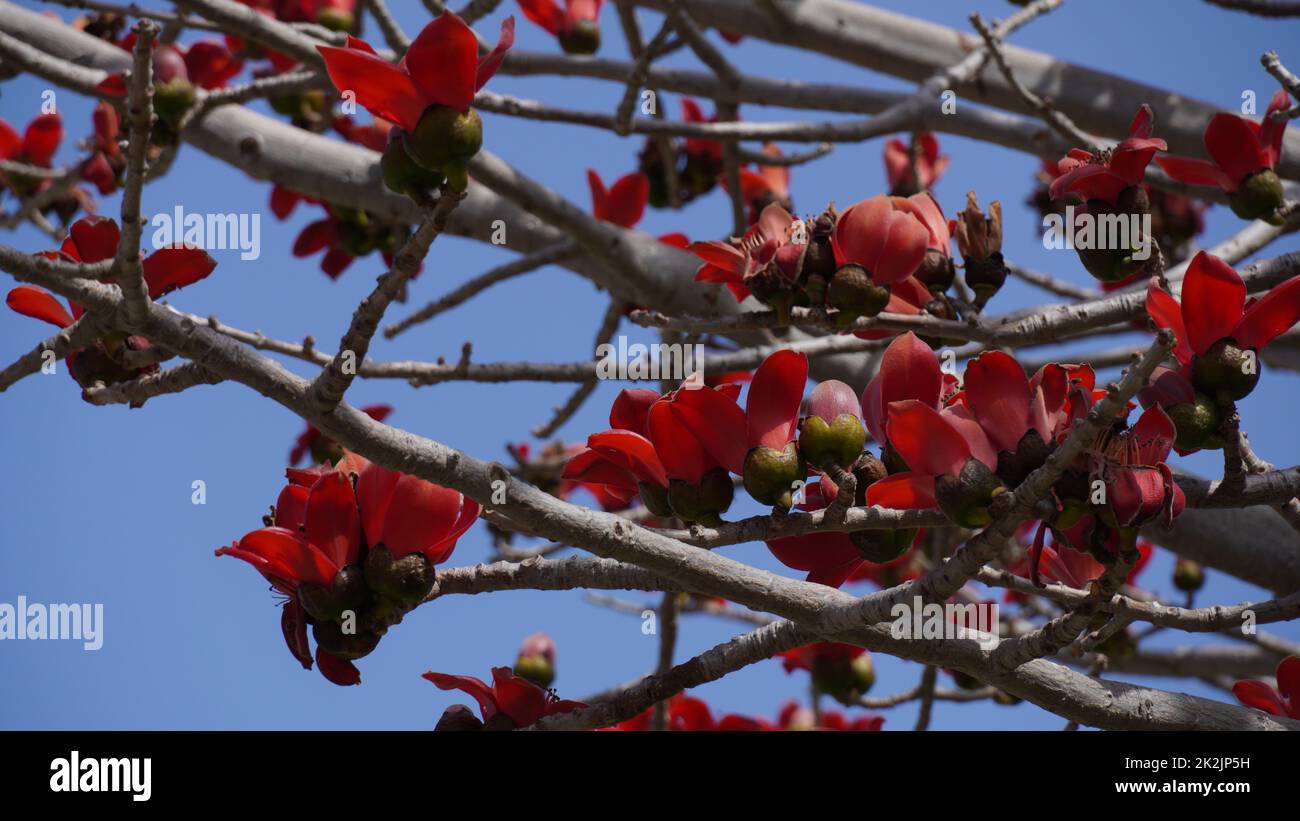 Bombax ceiba tree hi-res stock photography and images - Alamy