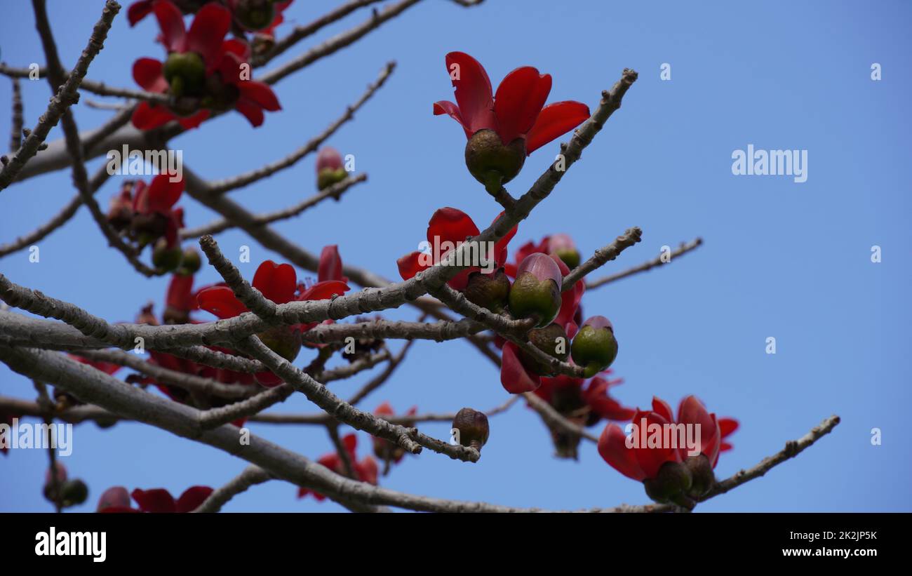 Blooms the Bombax Ceiba (Lat. - Bombax ceiba) or Cotton Tree. Flower of ...