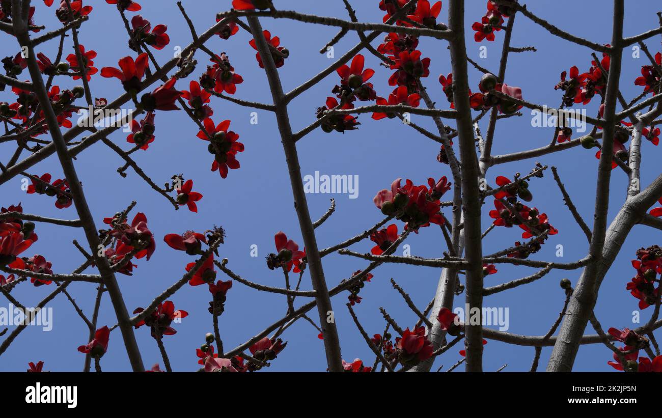 Bombax ceiba tree hi-res stock photography and images - Alamy