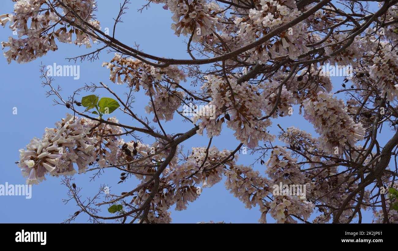 White ipe flowering branches with blue sky in the background. Tabebuia ...