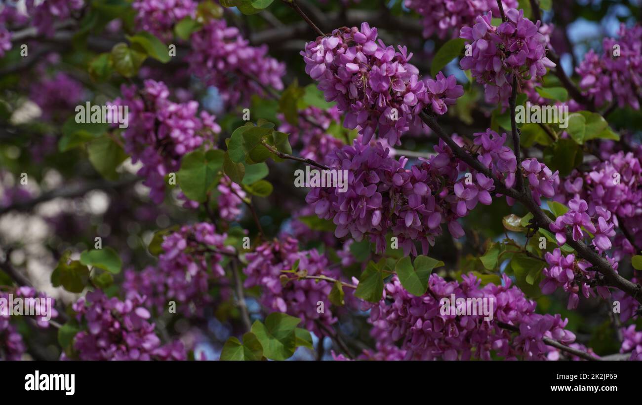 Branches with fresh pink flowers of Judas tree or Cercis siliquastrum ...