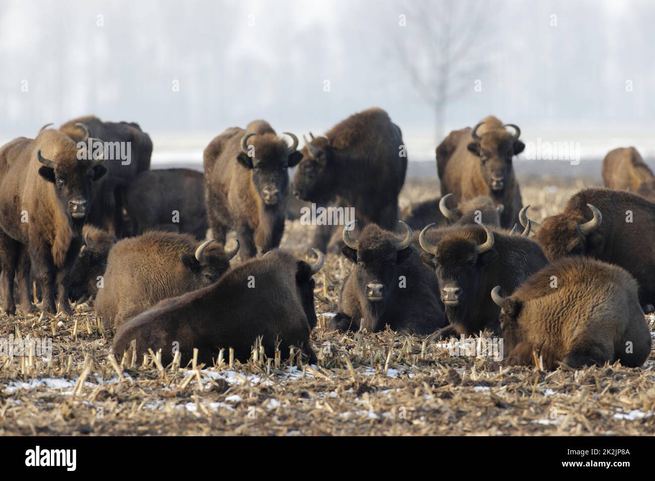 European bison (Bison bonasus) herd Stock Photo - Alamy