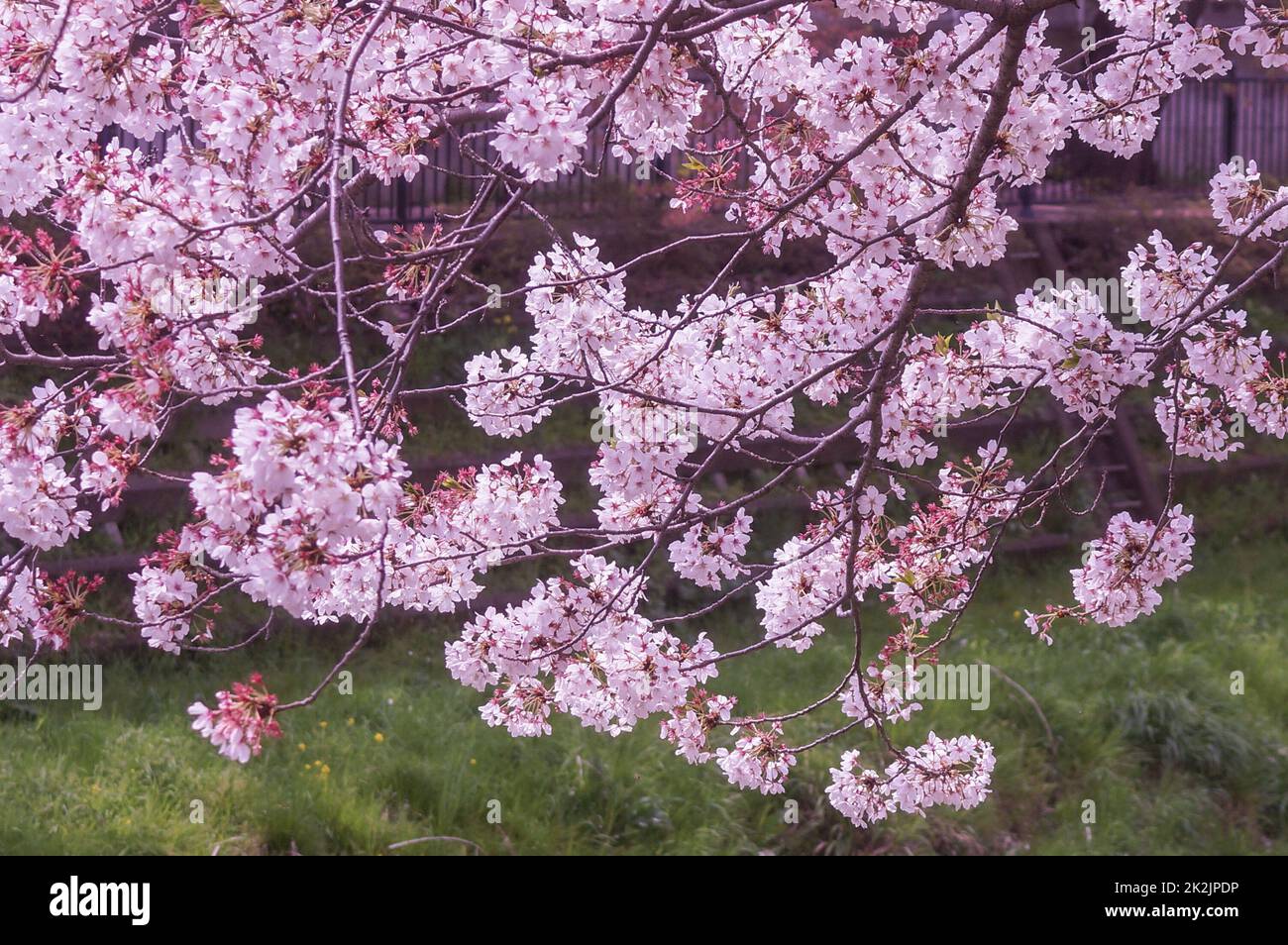 Nogawa wrapped in cherry (Chofu, Tokyo Stock Photo - Alamy