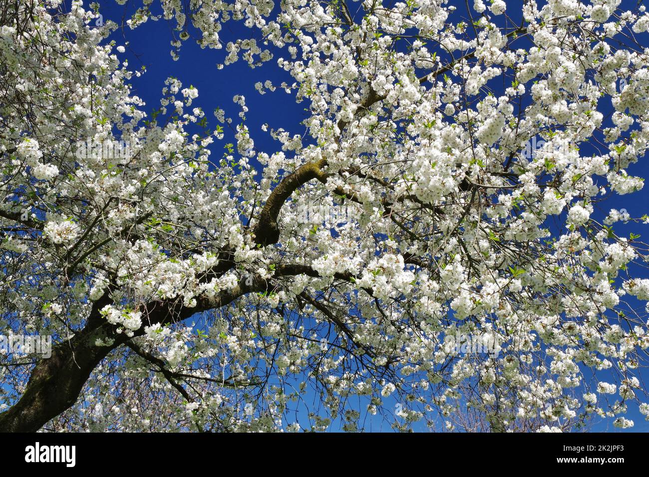 Spring, cherry tree blossom, Germany, West Europe Stock Photo - Alamy