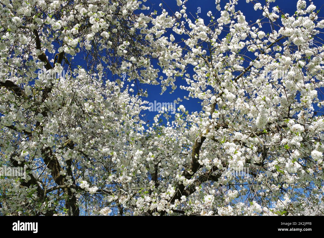 Forest ln hi-res stock photography and images - Alamy