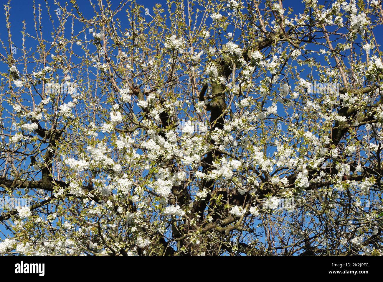 Spring, cherry tree blossom, Germany, West Europe Stock Photo - Alamy