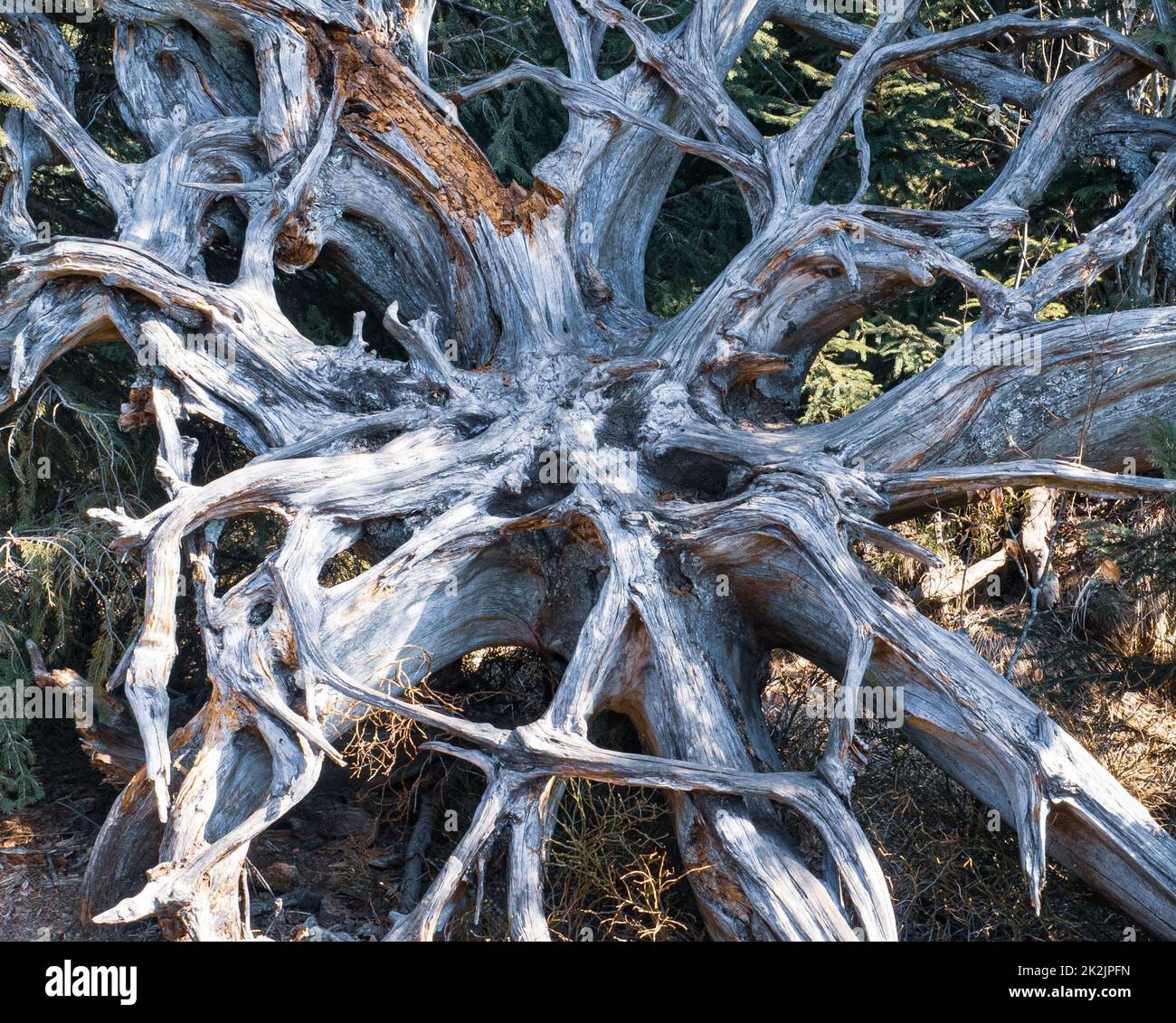 Rootstock hi-res stock photography and images - Alamy