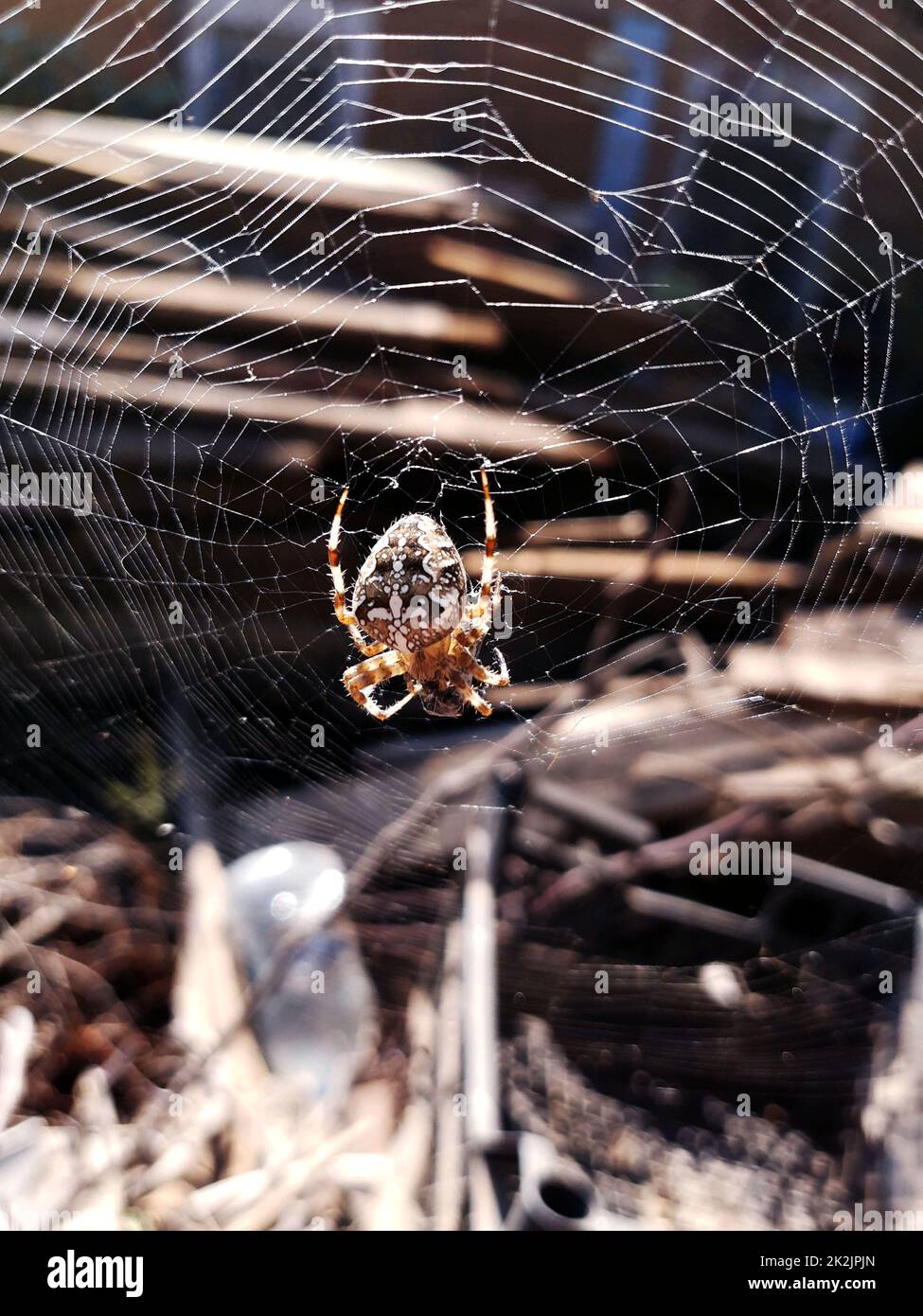 Spider in the web Stock Photo - Alamy