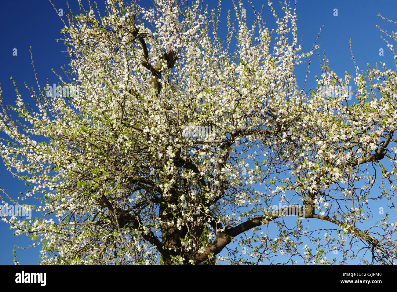 Spring, cherry tree blossom, Germany, West Europe Stock Photo - Alamy