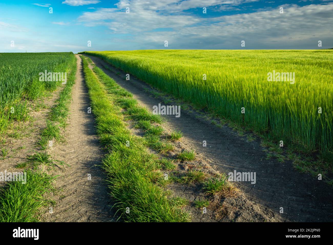 Long agricultural green field hi-res stock photography and images - Alamy