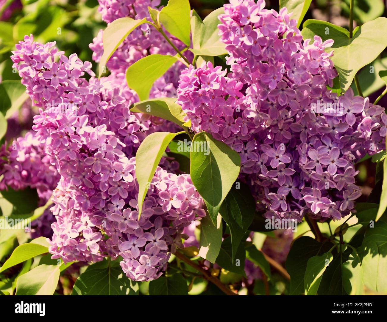 Flowers of ordinary lilac (Latin Syringa vulgaris) pale pink Stock ...