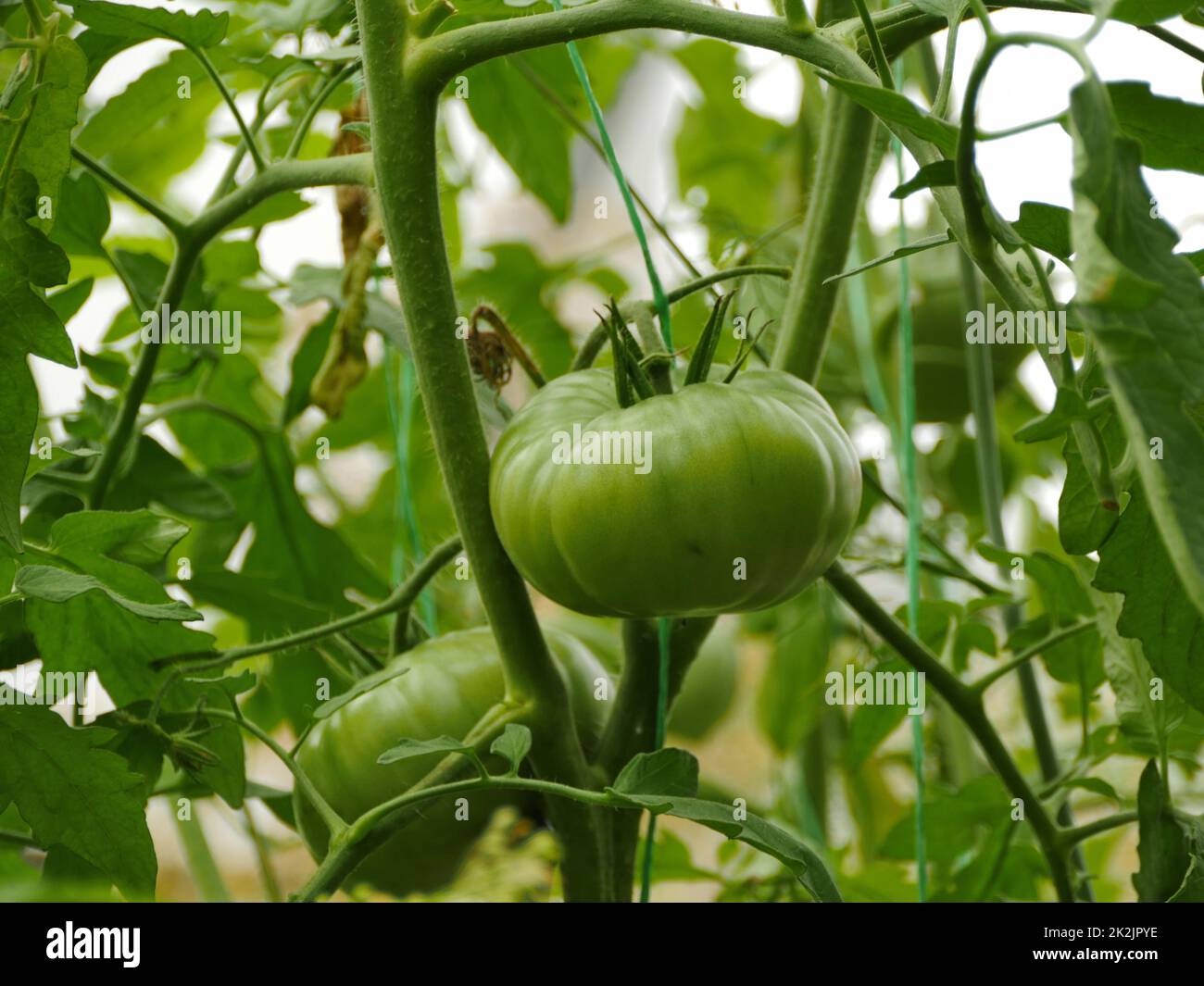 bushes of tomatoes inside the greenhouse Stock Photo - Alamy