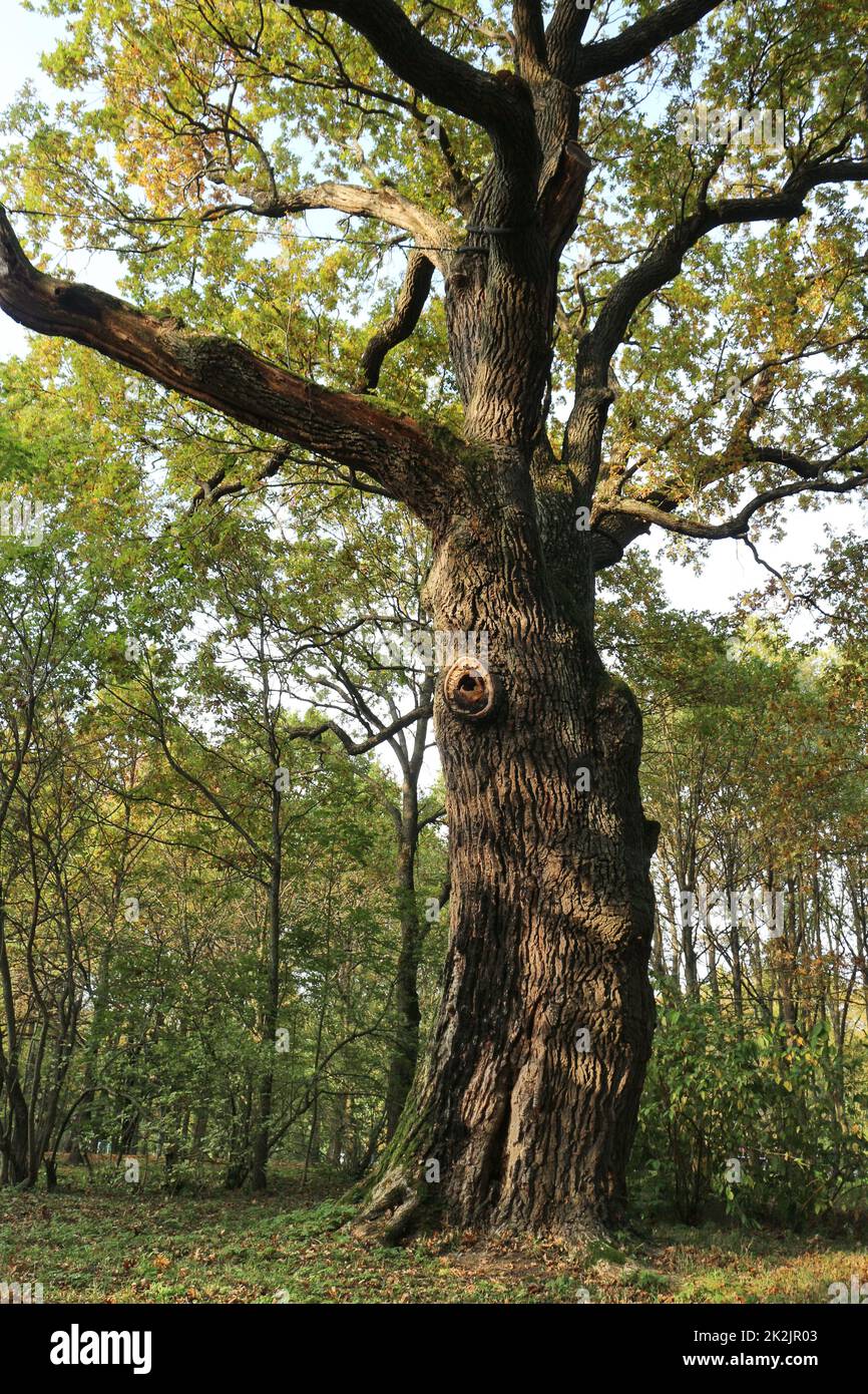 Mighty oak hi-res stock photography and images - Alamy