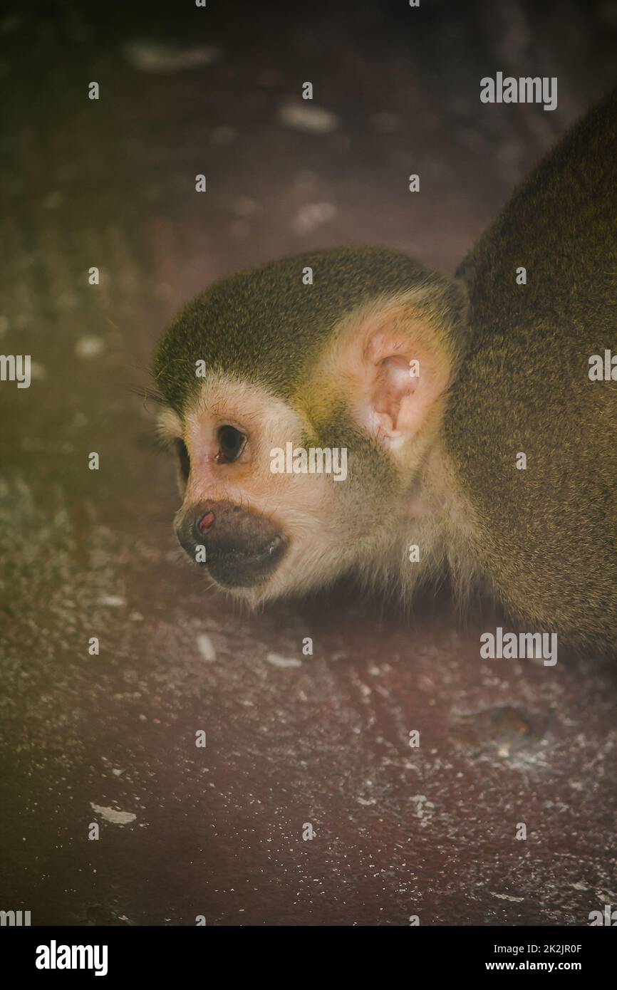 Squirrel Monkey is a small monkey. Found in South America, eat some ...