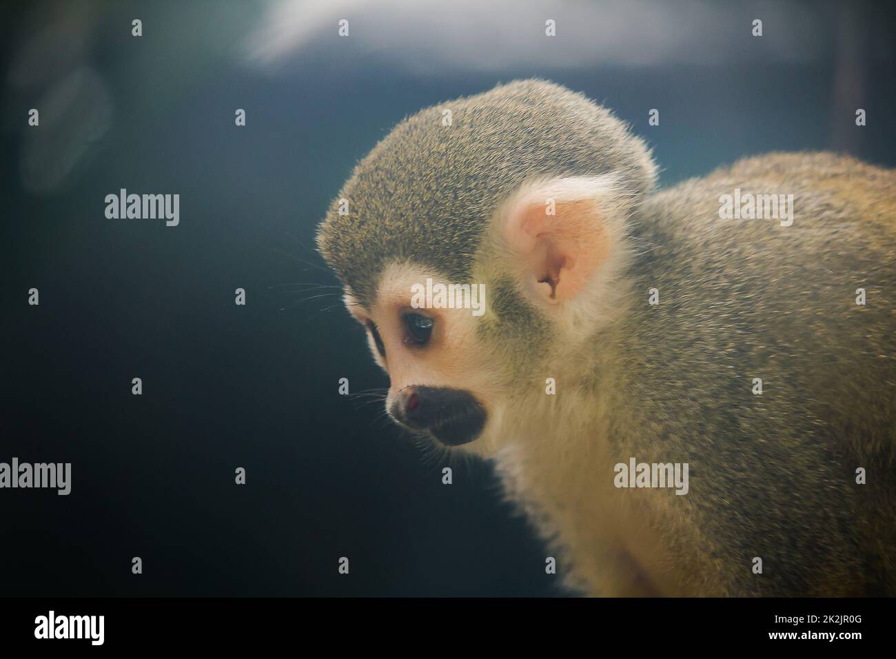 Squirrel Monkey is a small monkey. Found in South America, eat some ...
