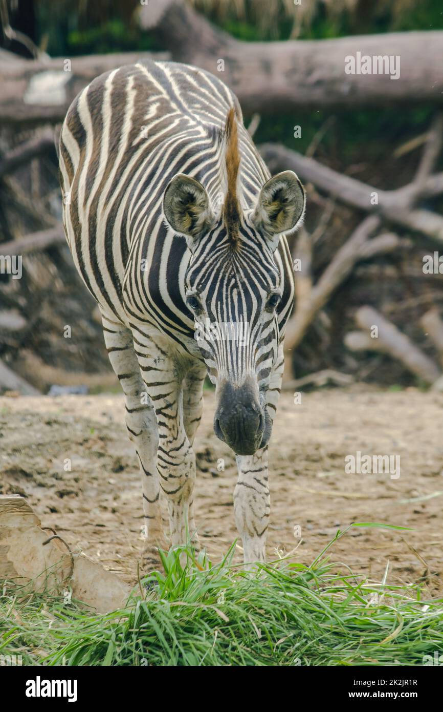 ZEBRA in the zoo eating grass. Zebras are classified as mammals Stock ...