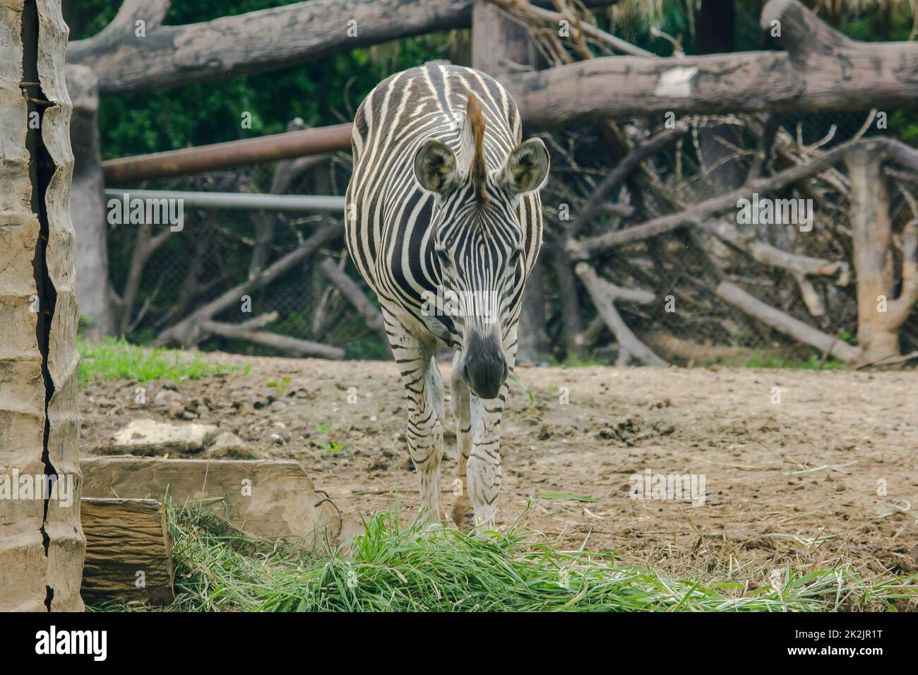 ZEBRA in the zoo eating grass. Zebras are classified as mammals Stock ...