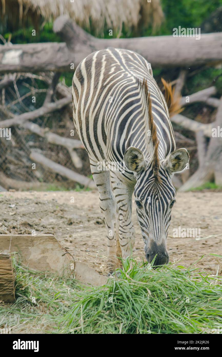 ZEBRA in the zoo eating grass. Zebras are classified as mammals Stock ...