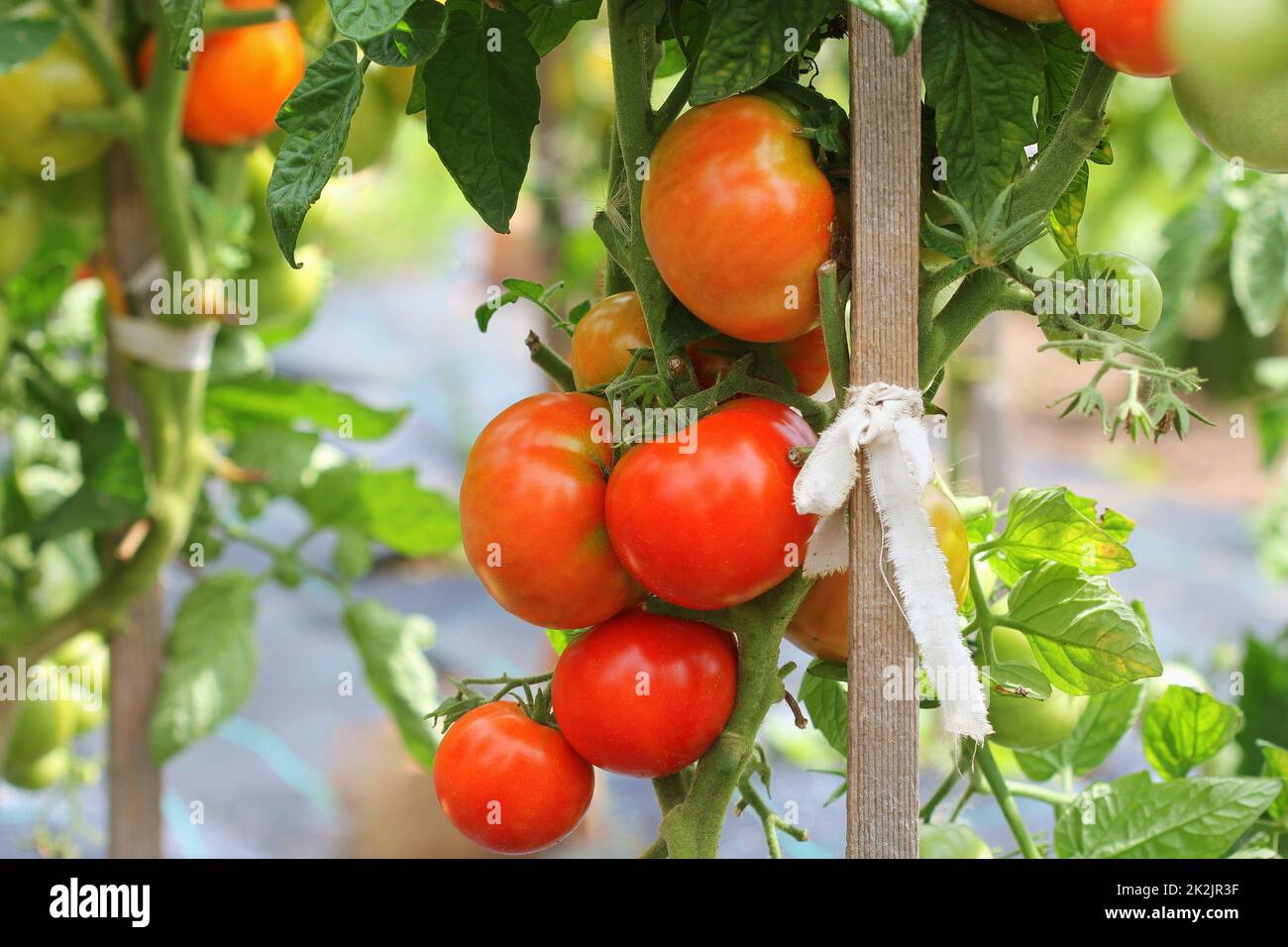 Big red tomatoes growing in a greenhouse ready to pick Stock Photo - Alamy