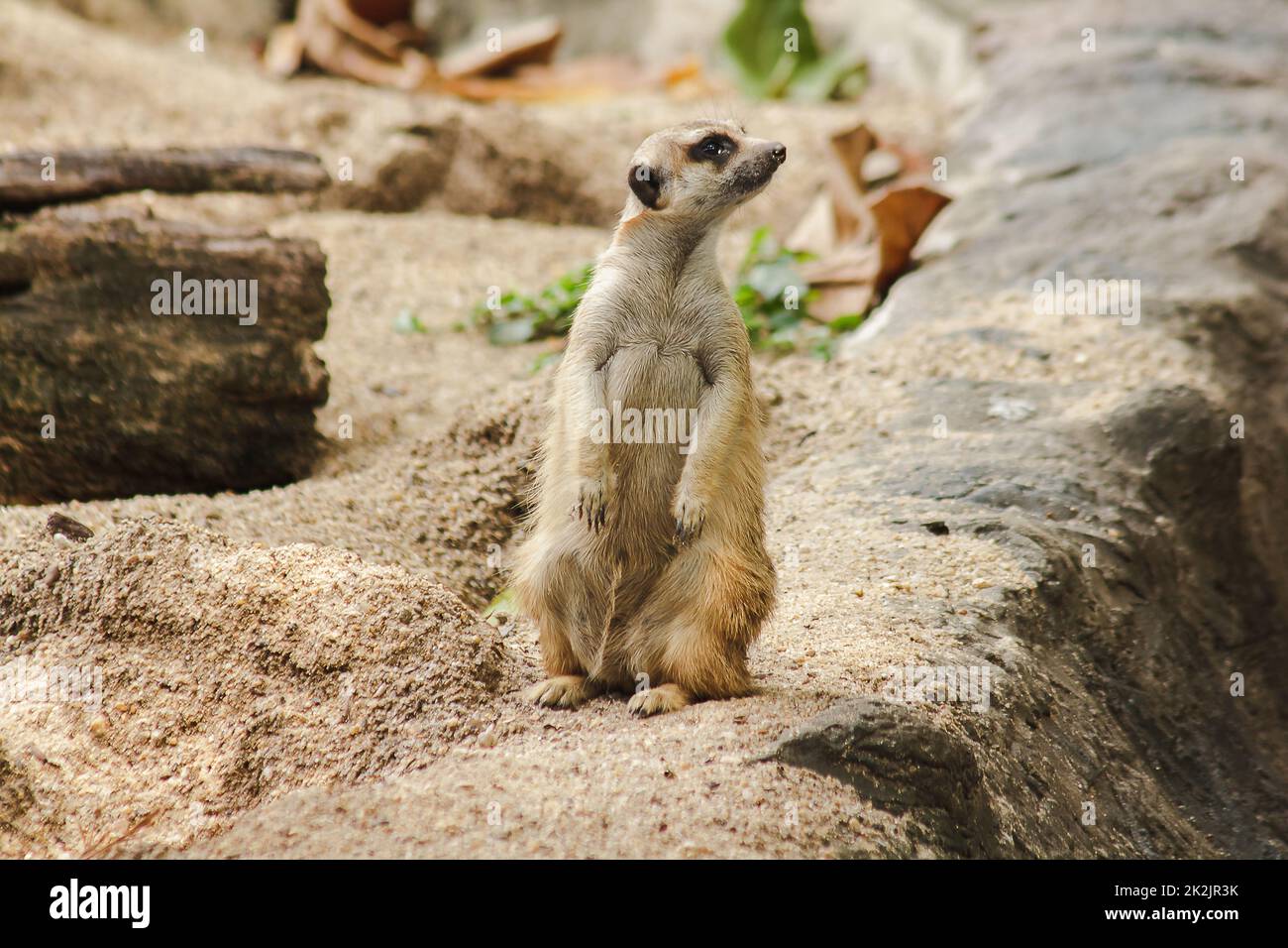 Meerkat has a small body size. Is a mammal Meerkat is a vigilant guard ...