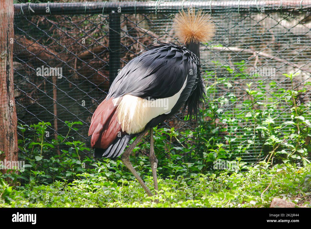 Black Crowned Crane is a bird in the crane family. Found in Savannah ...