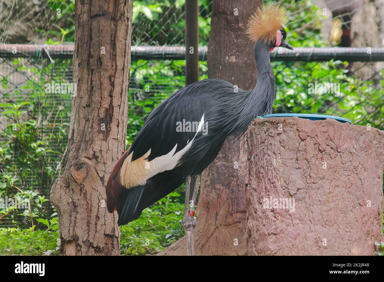 Black Crowned Crane is a bird in the crane family. Found in Savannah ...