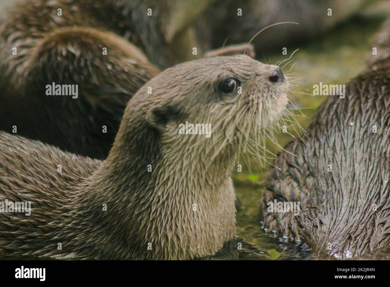 Small-clawed Otter with dark brown hair White neck area The hair is ...