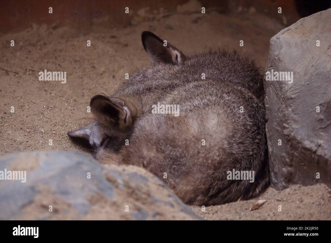 Bat-eared fox is sleeping as a small fox Is a carnivore Stock Photo - Alamy