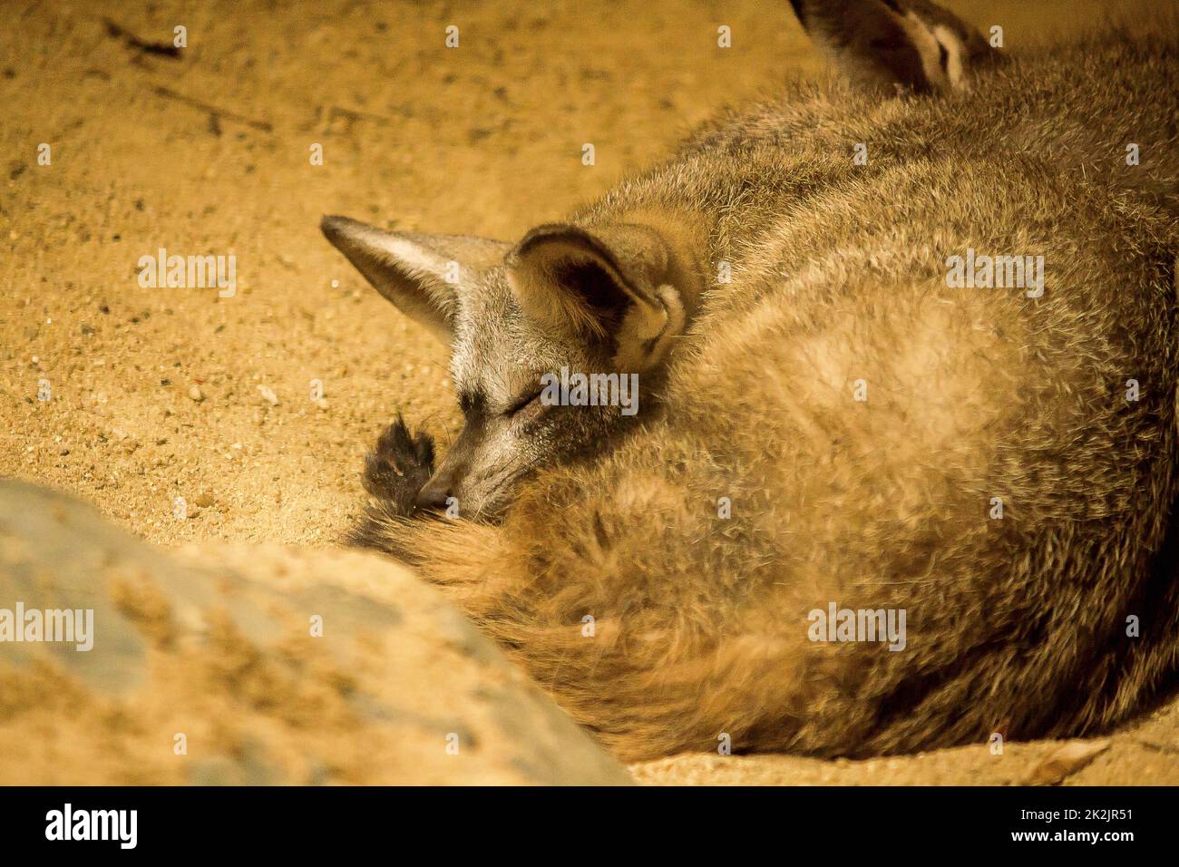 Bat-eared fox is sleeping as a small fox Is a carnivore Stock Photo - Alamy