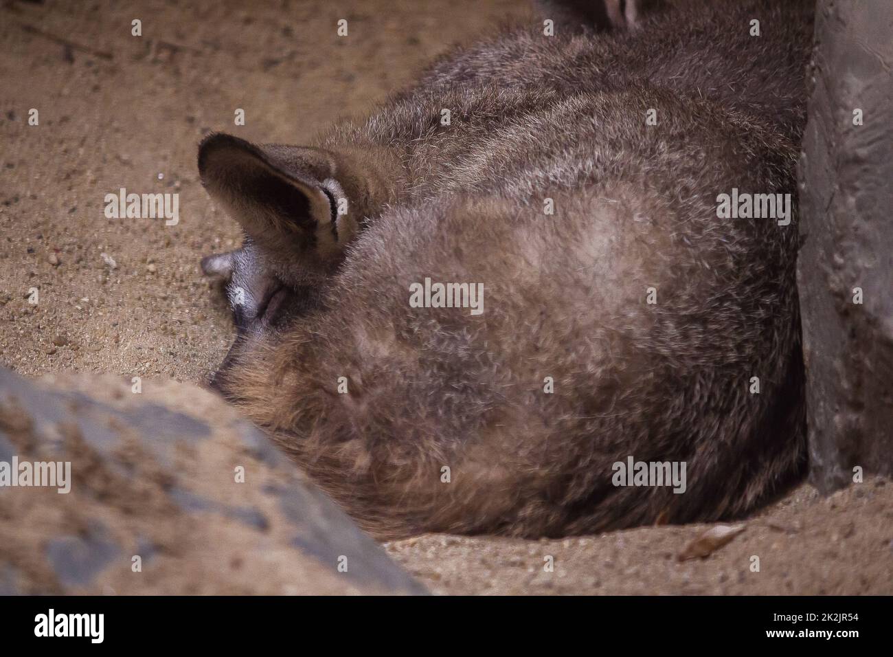Bat-eared fox is sleeping as a small fox Is a carnivore Stock Photo - Alamy