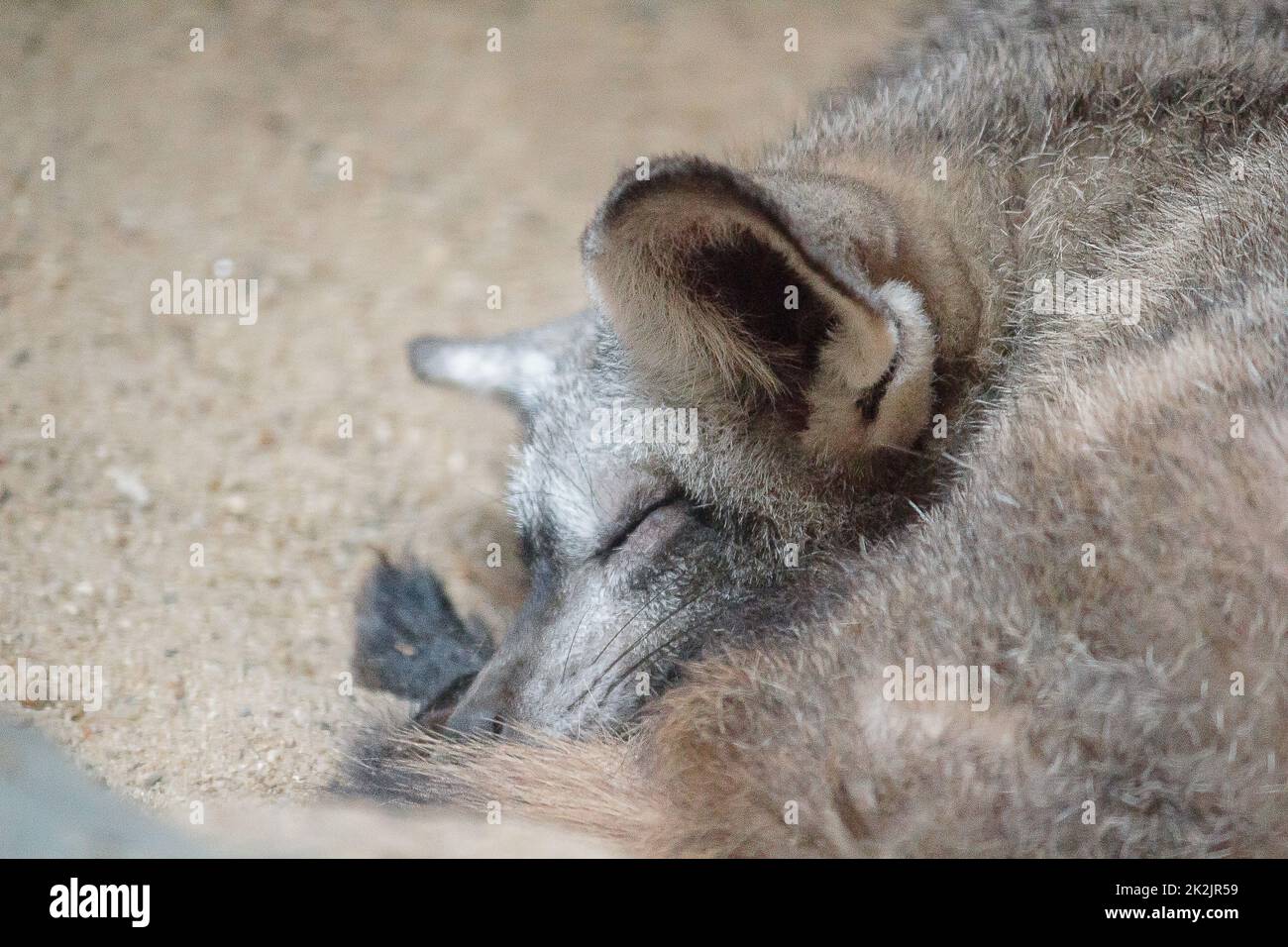 Bat-eared fox is sleeping as a small fox Is a carnivore Stock Photo - Alamy