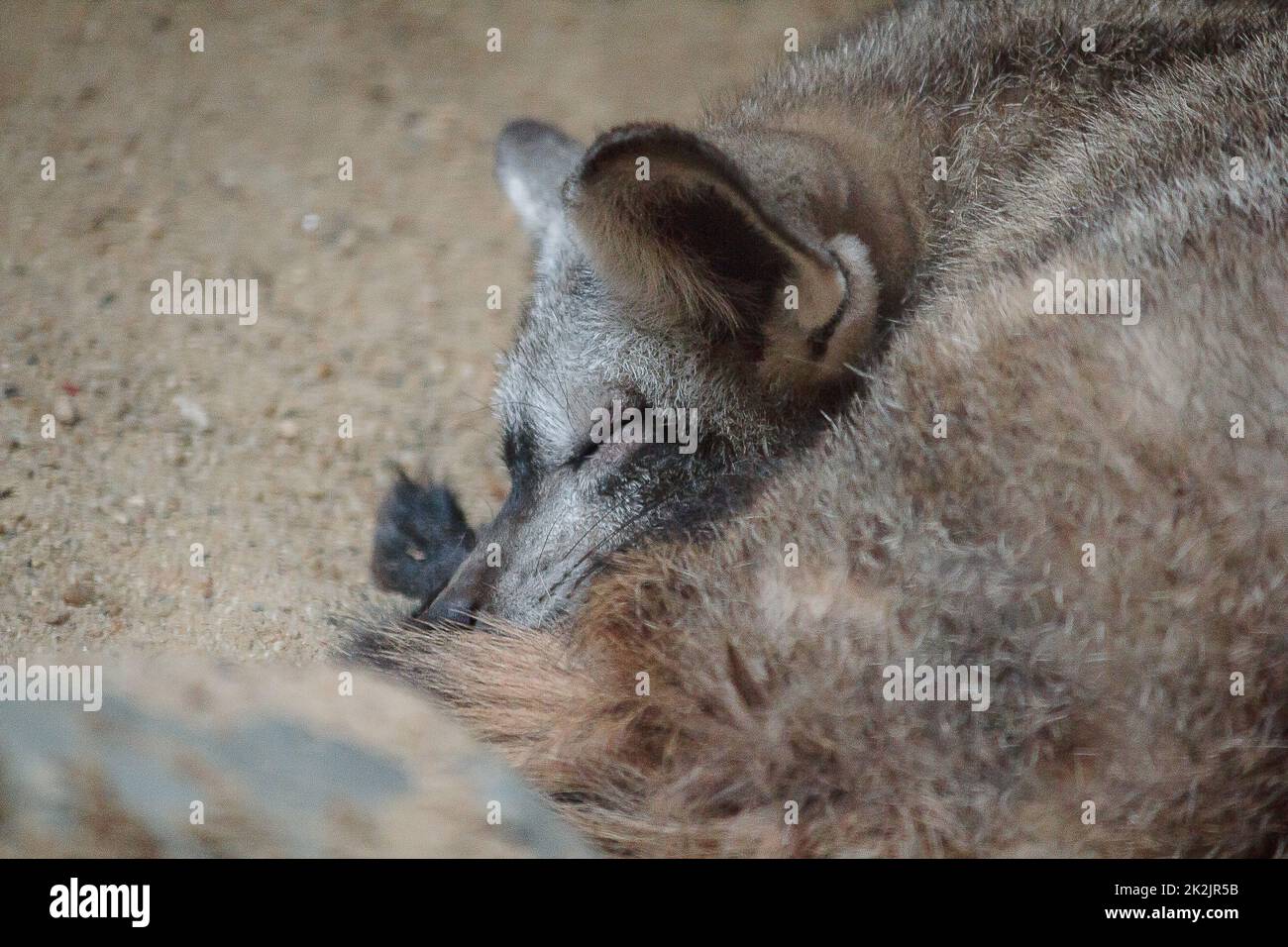 Bat-eared fox is sleeping as a small fox Is a carnivore Stock Photo - Alamy