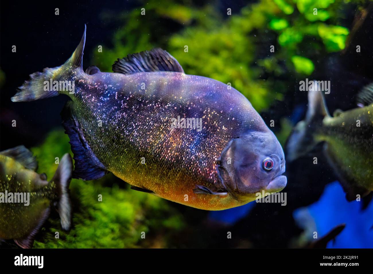 Red-bellied piranha red piranha Stock Photo - Alamy