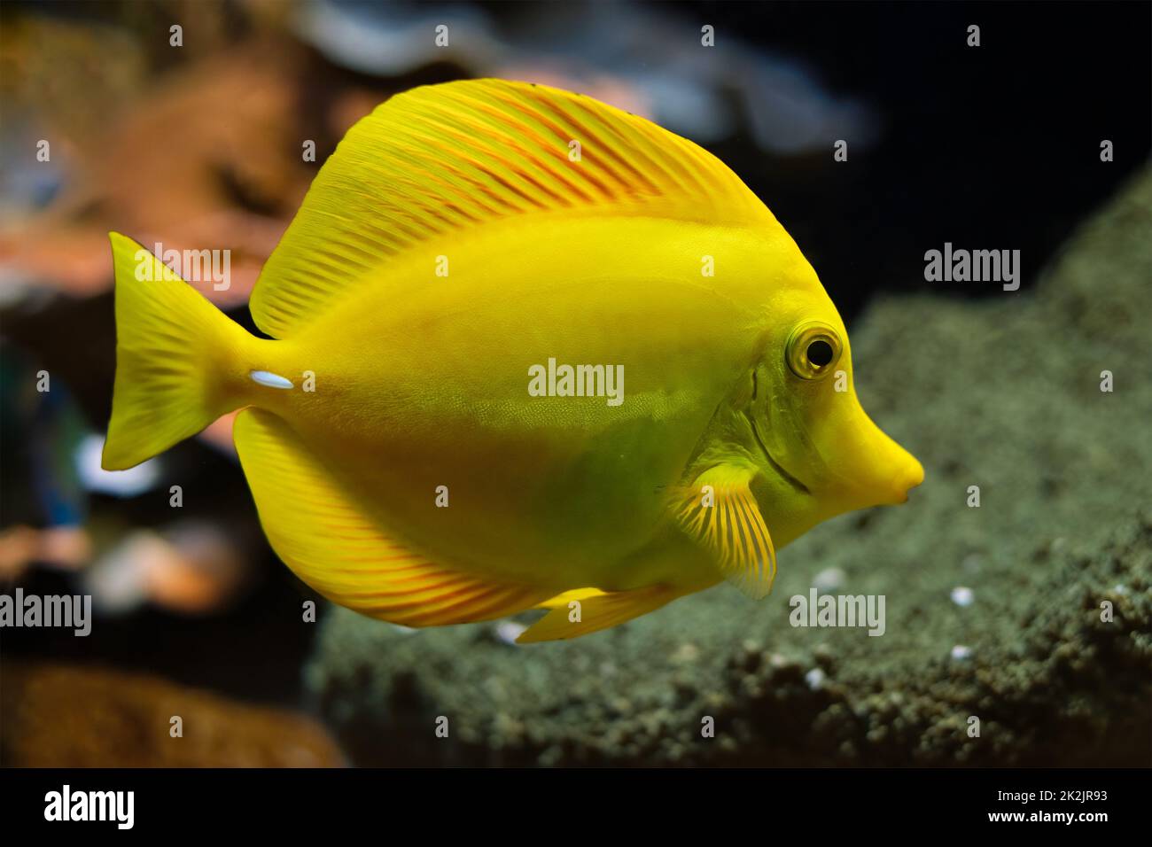 Yellow tang Zebrasoma flavescens fish underwater in sea Stock Photo - Alamy