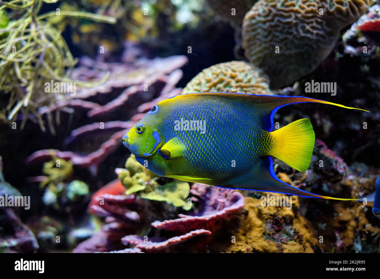 Queen angelfish Holacanthus ciliaris, also known as the blue angelfish ...