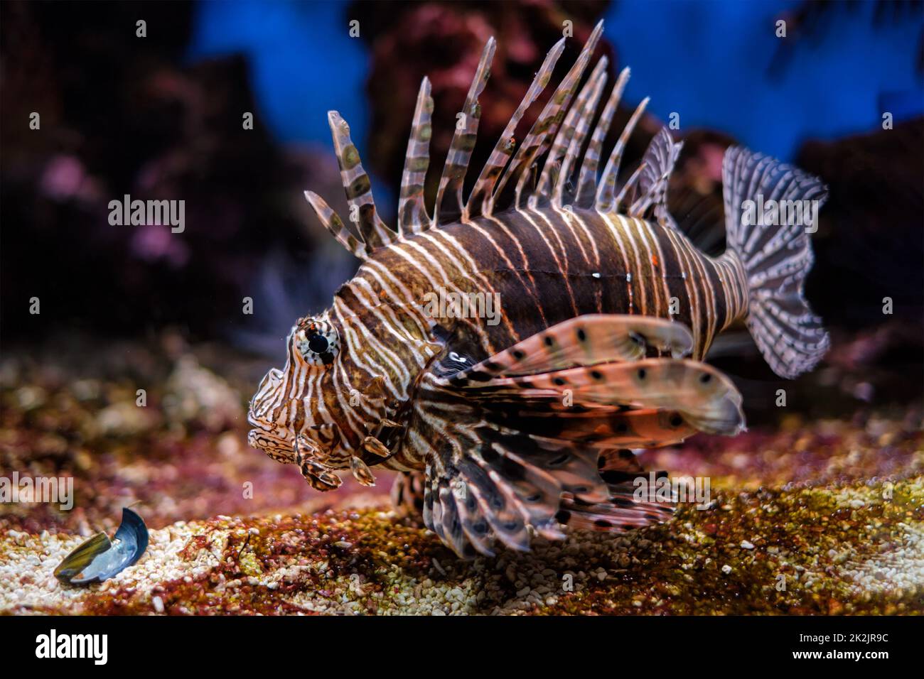 Red lionfish Pterois volitans fish underwater Stock Photo - Alamy