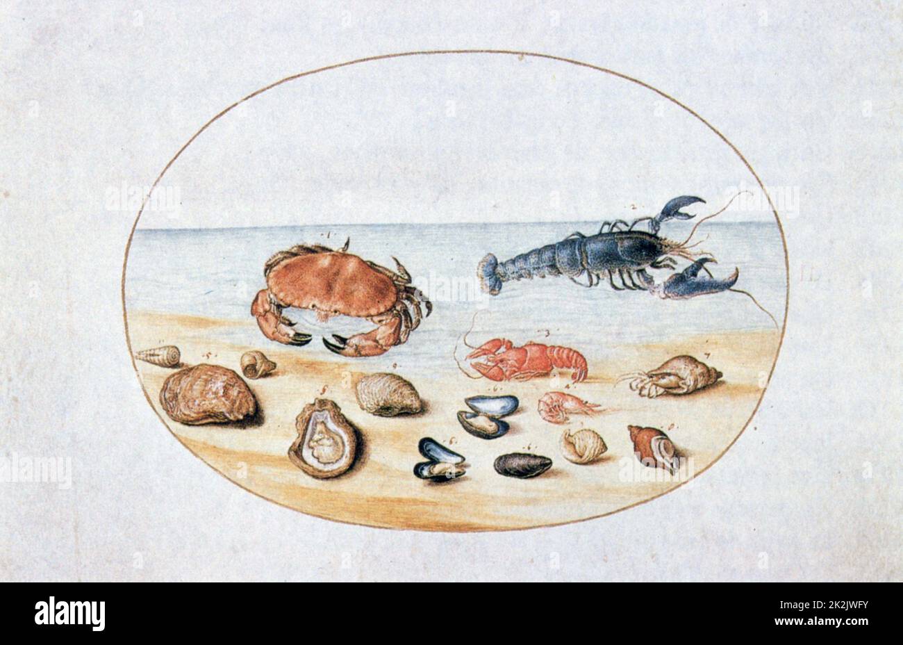 Joris Hoefnagel Flemish school Sells and Shellfish 16th century An ...
