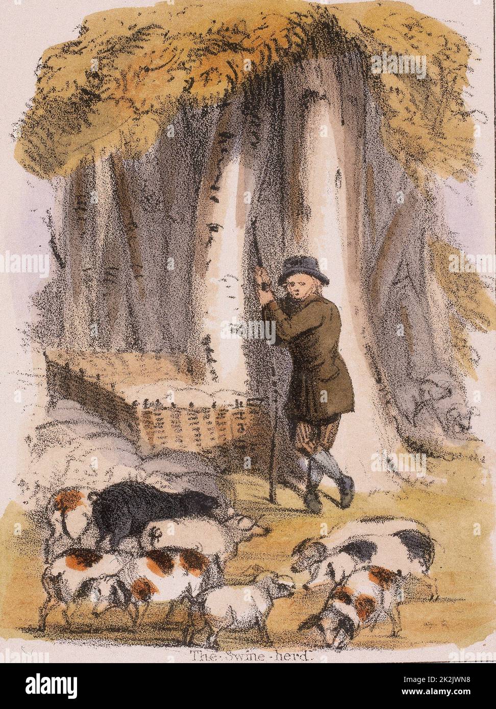 Pannage. In the autumn pigs were let out in woods and forests to eat ...