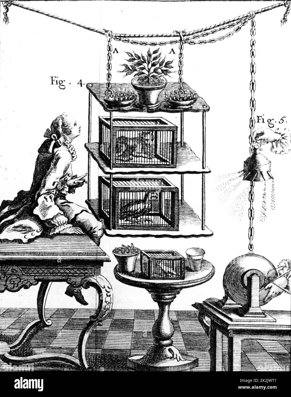 Animal experiment pig Black and White Stock Photos & Images - Alamy