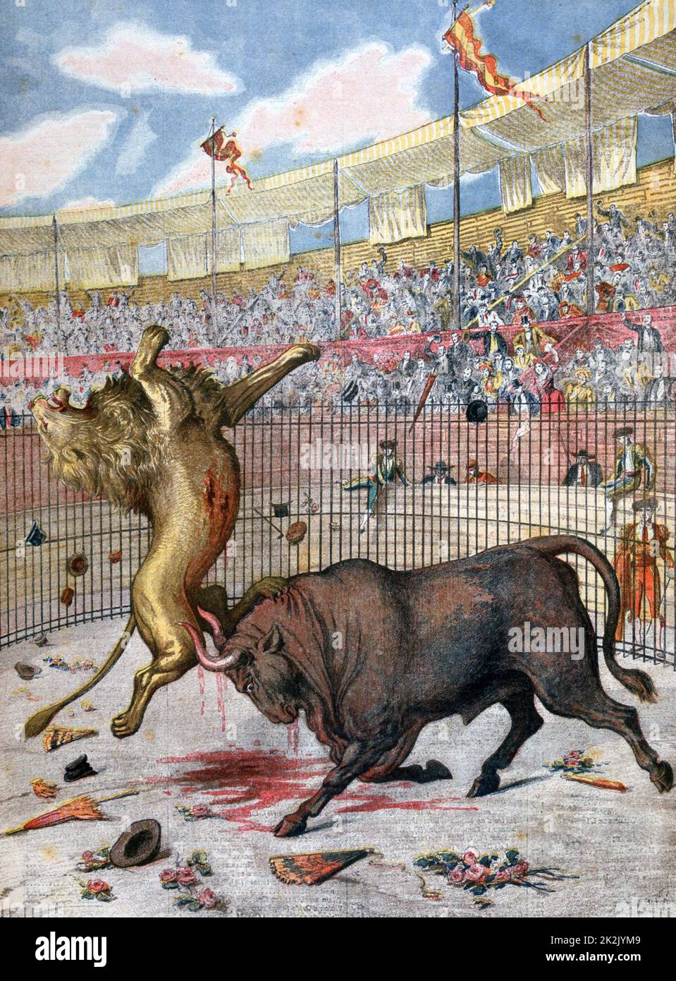 Battle between a bull and a lion in the bullring at Madrid, Spain ...