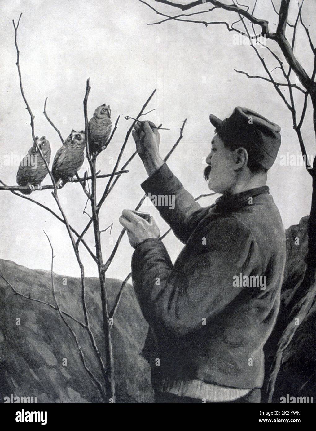 Man of war birds hi-res stock photography and images - Alamy